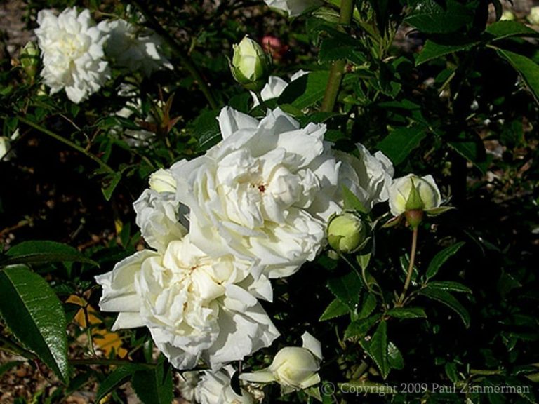 Growing Roses in South Florida – Greater Palm Beach Rose Society