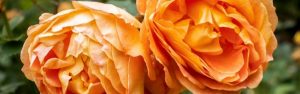 Greater Palm Beach Rose Society – Promoting Rose Growing in South ...