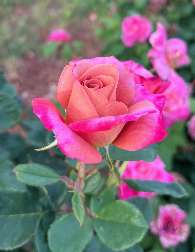 Greater Palm Beach Rose Society – Promoting Rose Growing in South ...